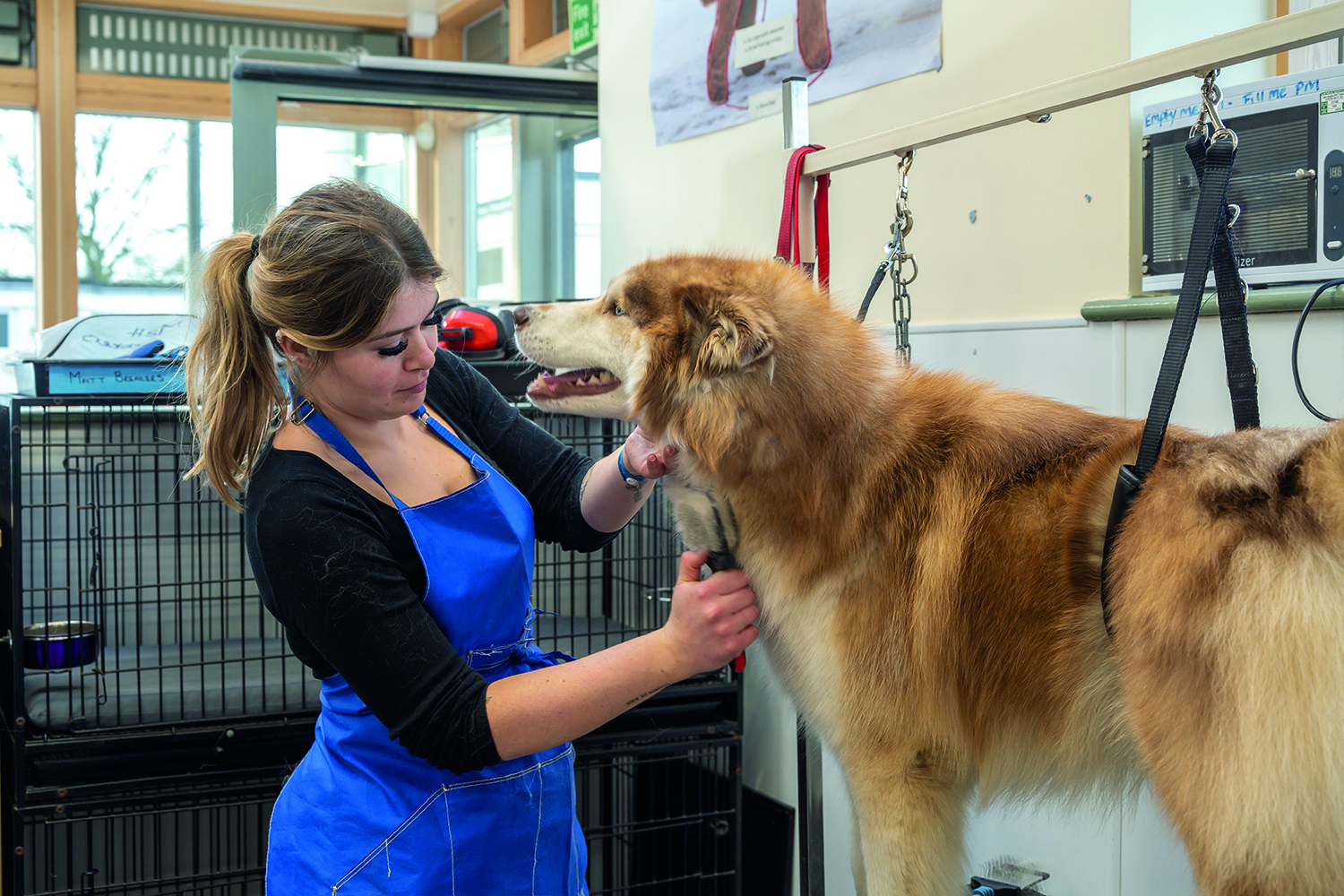 Brittany Boltwood - Part-Time Dog Grooming Level 2